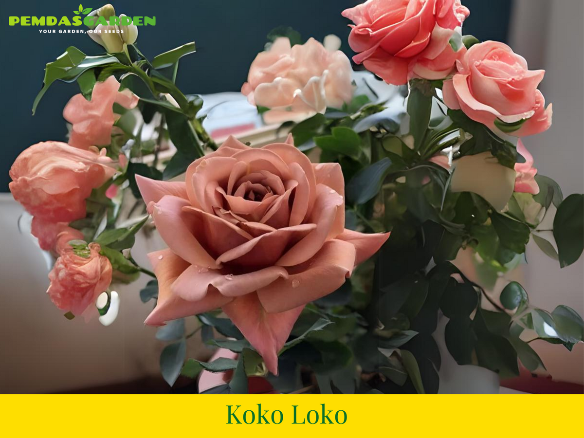 Koko Loko – PEMDASGARDEN