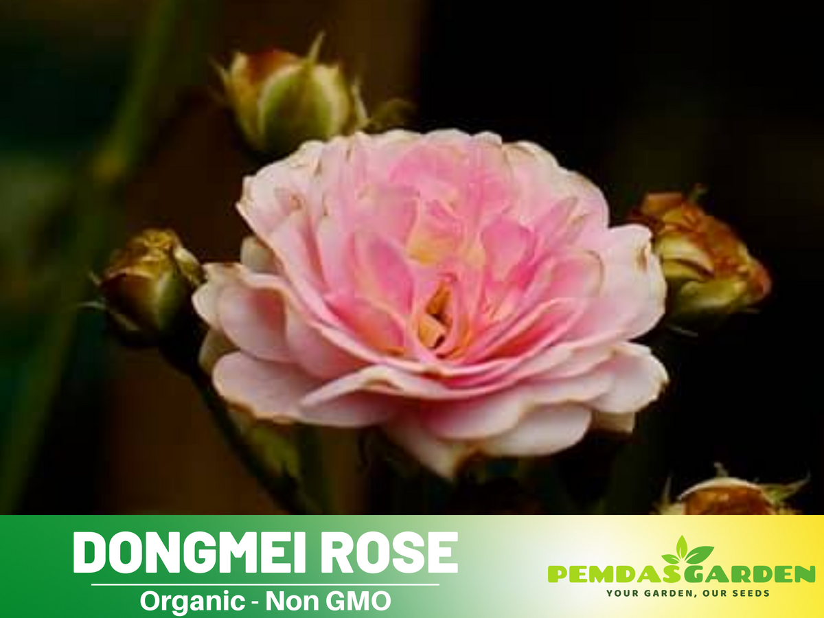 30+ Seeds| Dongmei Perennial Flower Rose Seeds #1150 – PEMDASGARDEN