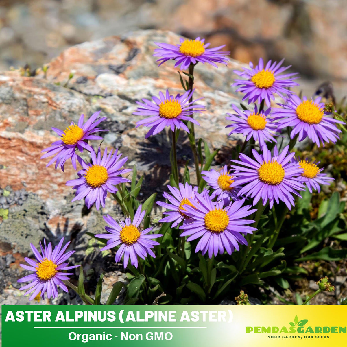 Aster alpinus (Alpine Aster) Aster Seeds - China Aster - Authentic - O – PEMDASGARDEN