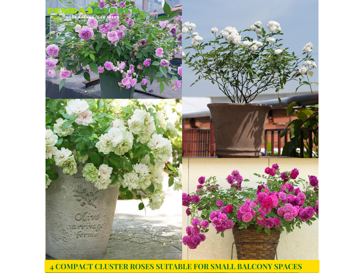 4 COMPACT CLUSTER ROSES SUITABLE FOR SMALL BALCONY SPACES – PEMDASGARDEN