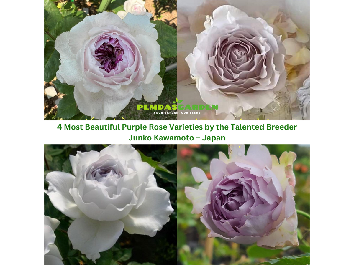 4 Most Beautiful Purple Rose Varieties by the Talented Breeder Junko K ...