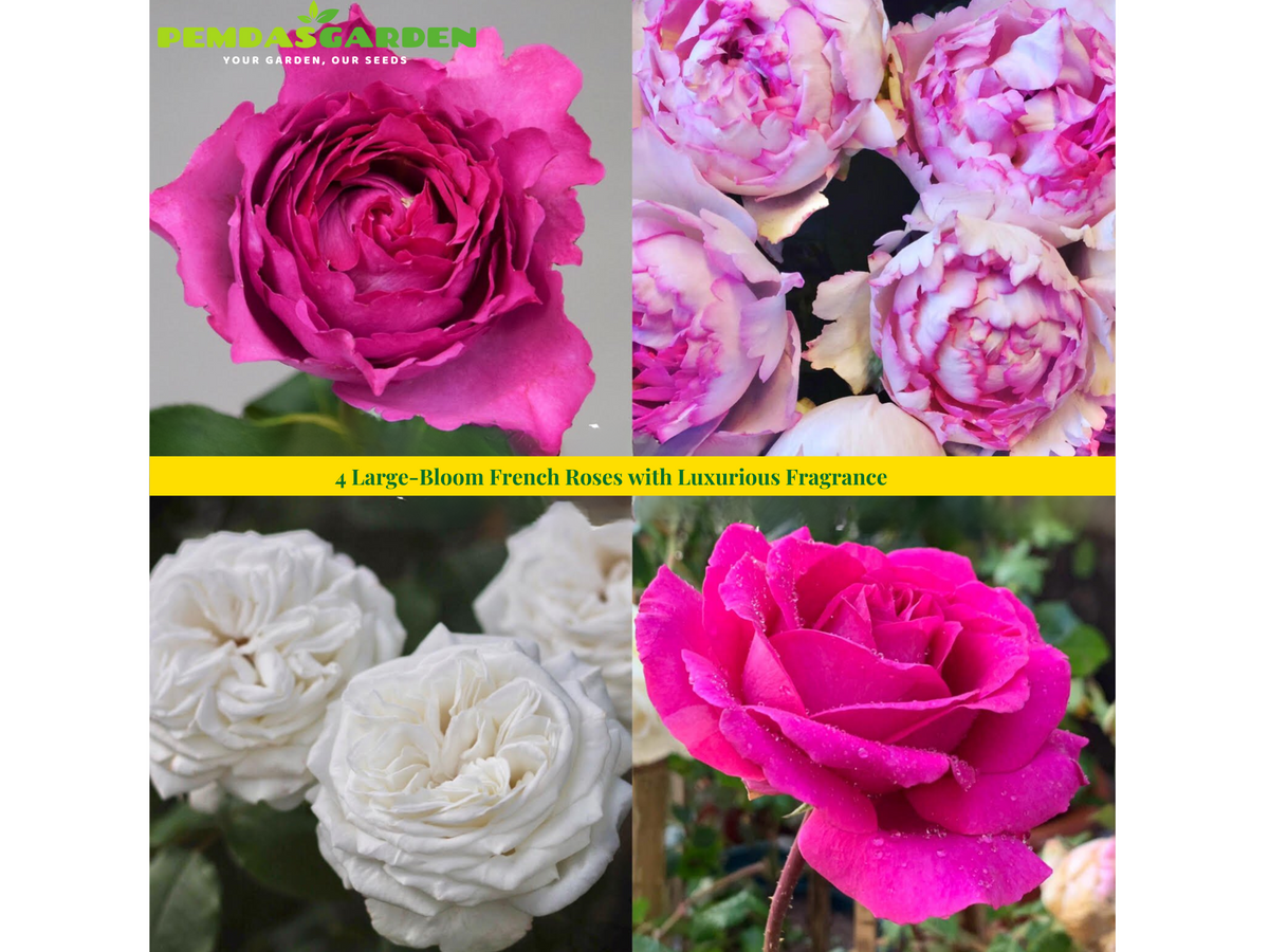 4 Large-Bloom French Roses with Luxurious Fragrance – PEMDASGARDEN