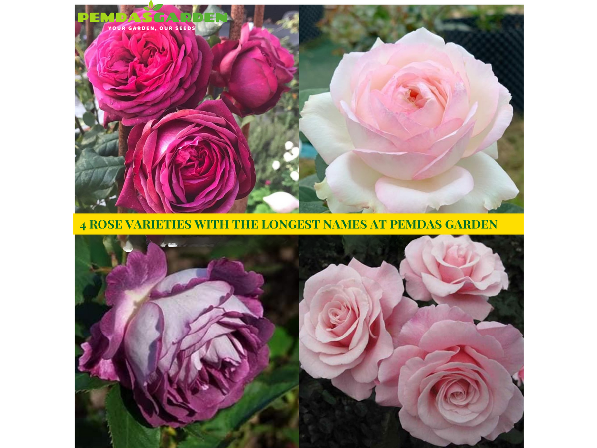 4 ROSE VARIETIES WITH THE LONGEST NAMES AT PEMDAS GARDEN – PEMDASGARDEN