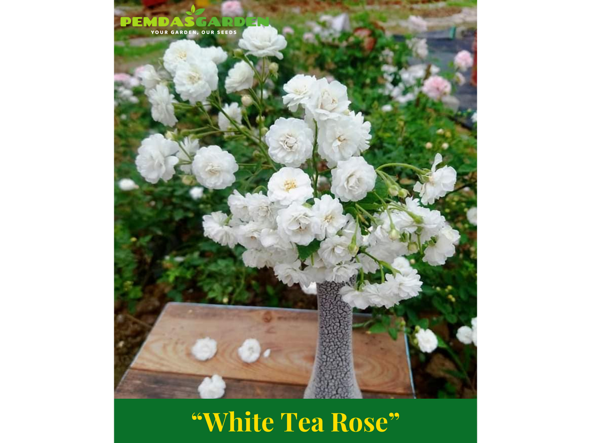 White Tea Rose – PEMDASGARDEN