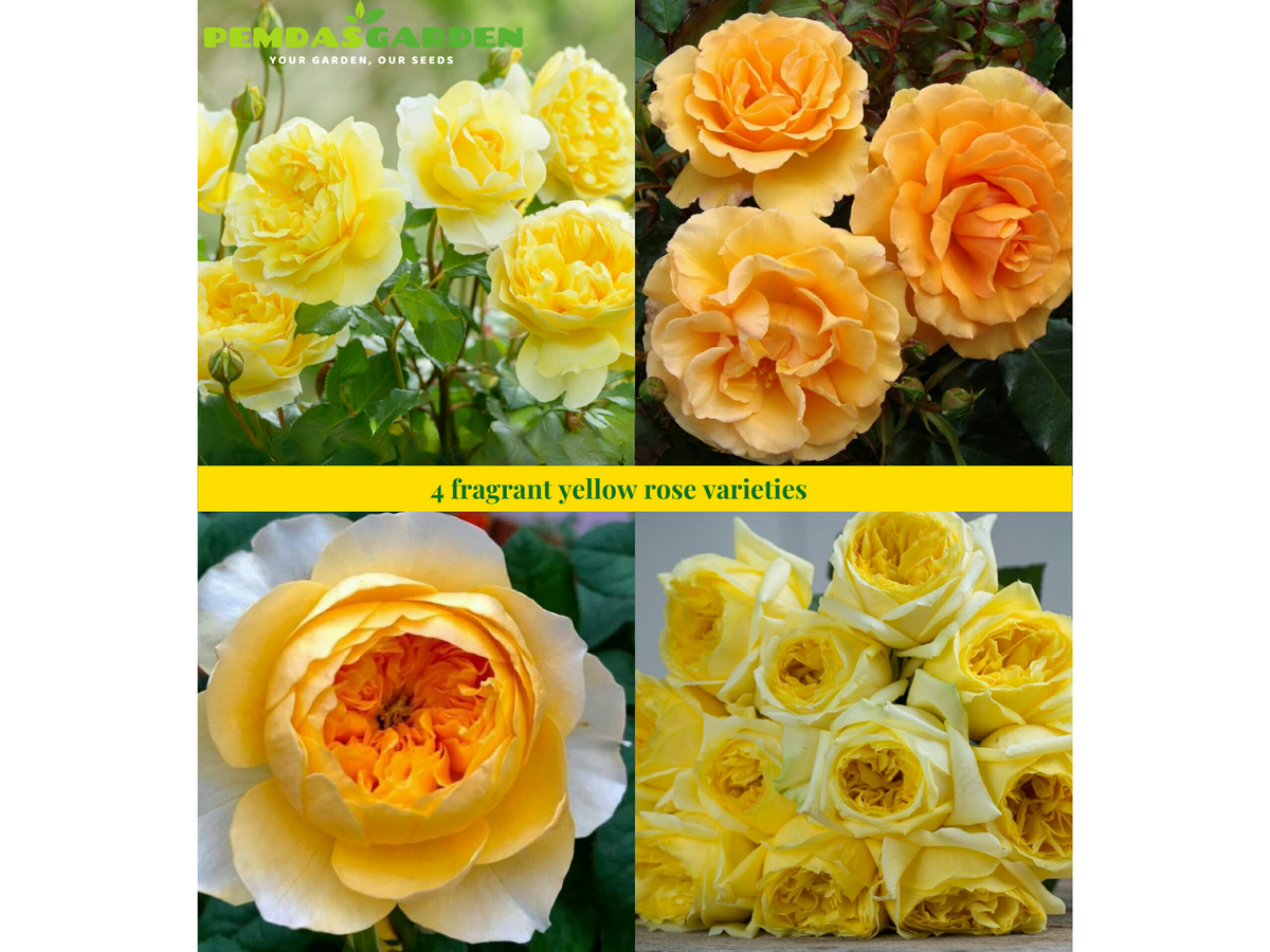 information about 4 fragrant yellow rose varieties – PEMDASGARDEN