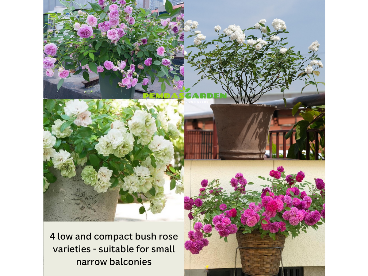 4 COMPACT CLUSTER ROSE VARIETIES, SUITABLE FOR LIMITED BALCONY SPACE ...