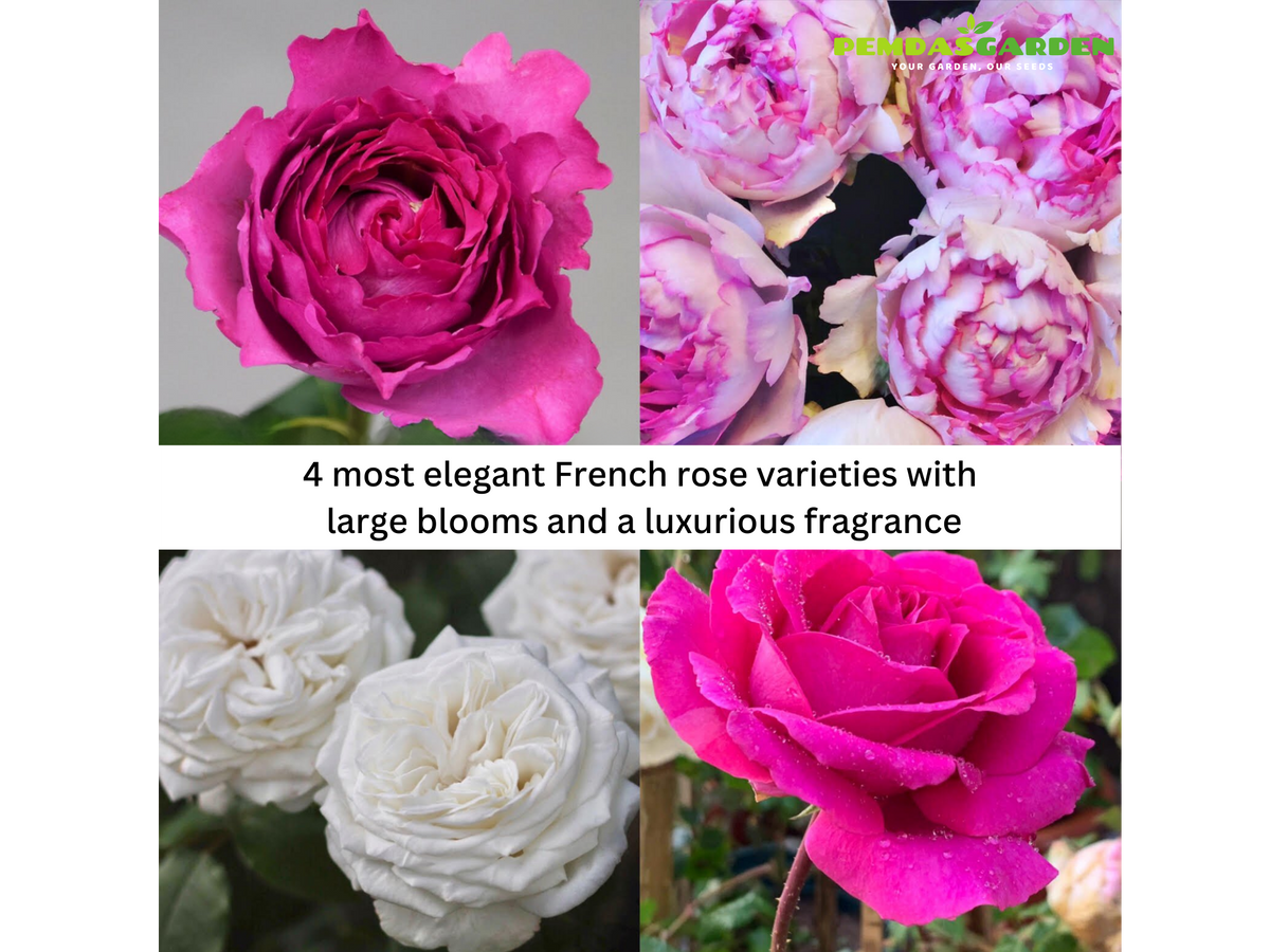 4 MOST ELEGANT FRENCH ROSE VARIETIES WITH LARGE BLOOMS AND A LUXURIOUS ...