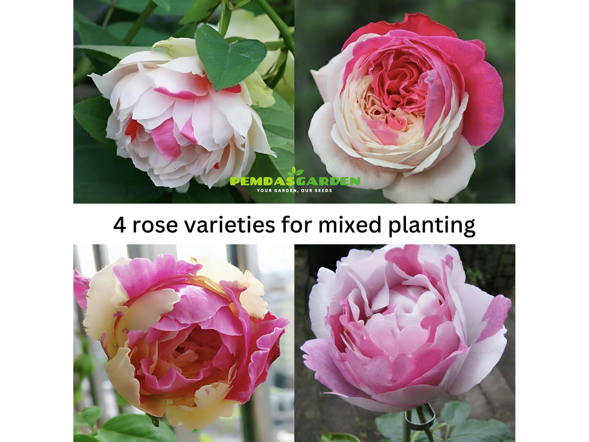 4 rose varieties for mixed planting – PEMDASGARDEN