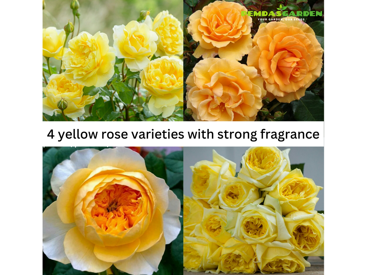 4 YELLOW ROSE VARIETIES WITH STRONG FRAGRANCE – PEMDASGARDEN