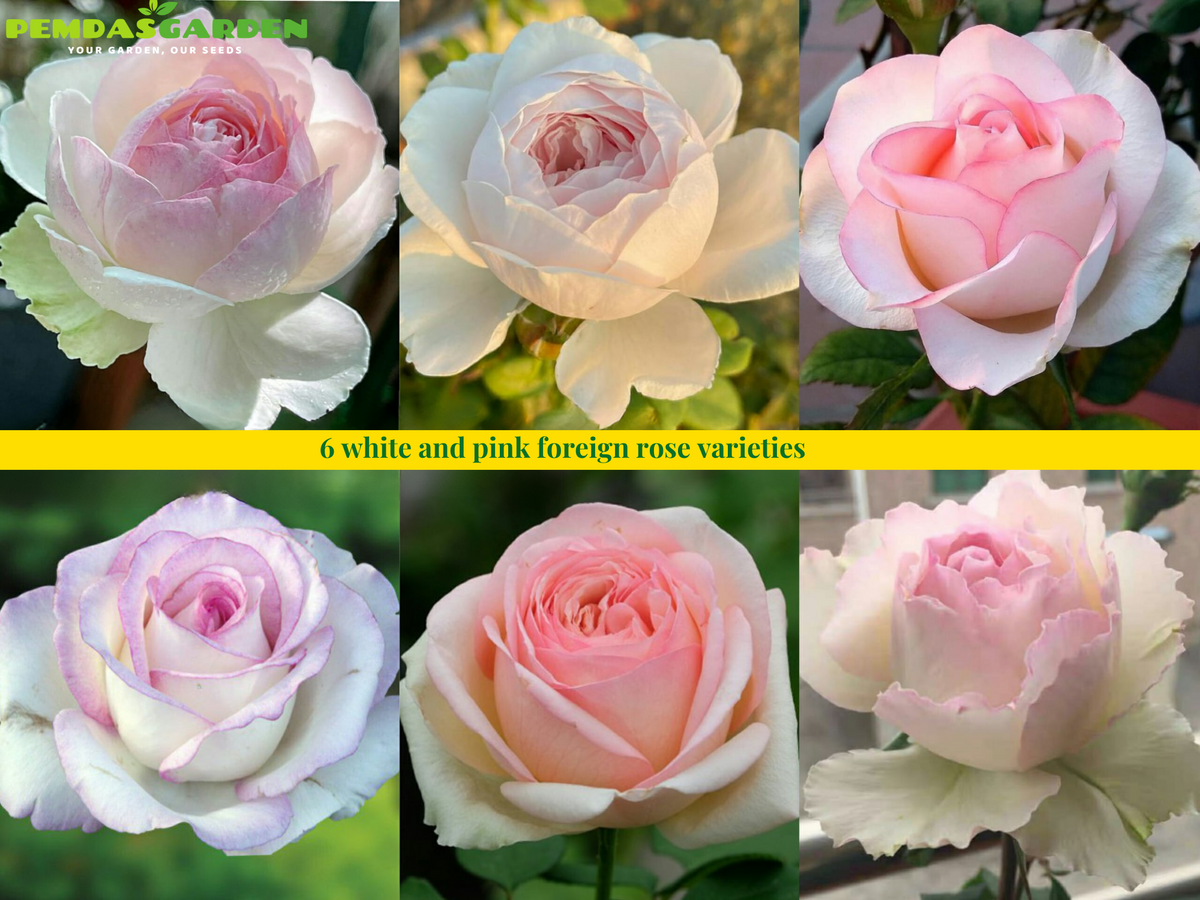 6 White and Pink Foreign Rose Varieties – PEMDASGARDEN