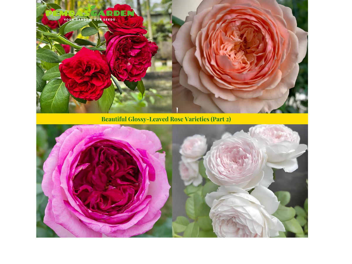 Beautiful Glossy-Leaved Rose Varieties (Part 2) – PEMDASGARDEN