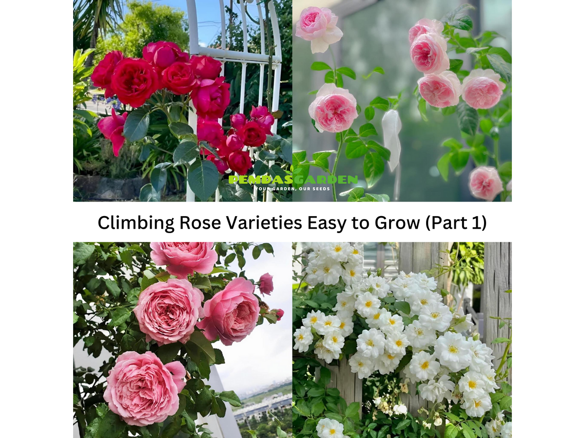 Climbing Rose Varieties Easy to Grow (Part 1) – PEMDASGARDEN