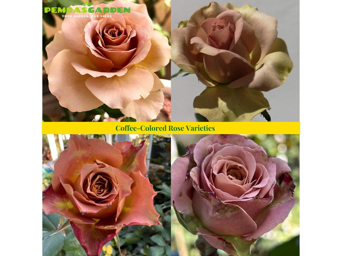 Coffee-Colored Rose Varieties – PEMDASGARDEN