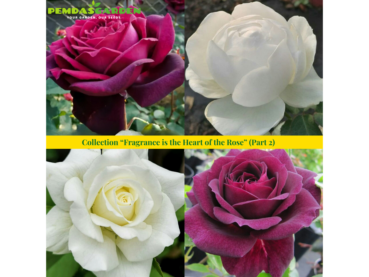 Collection “Fragrance is the Heart of the Rose” (Part 2) – PEMDASGARDEN