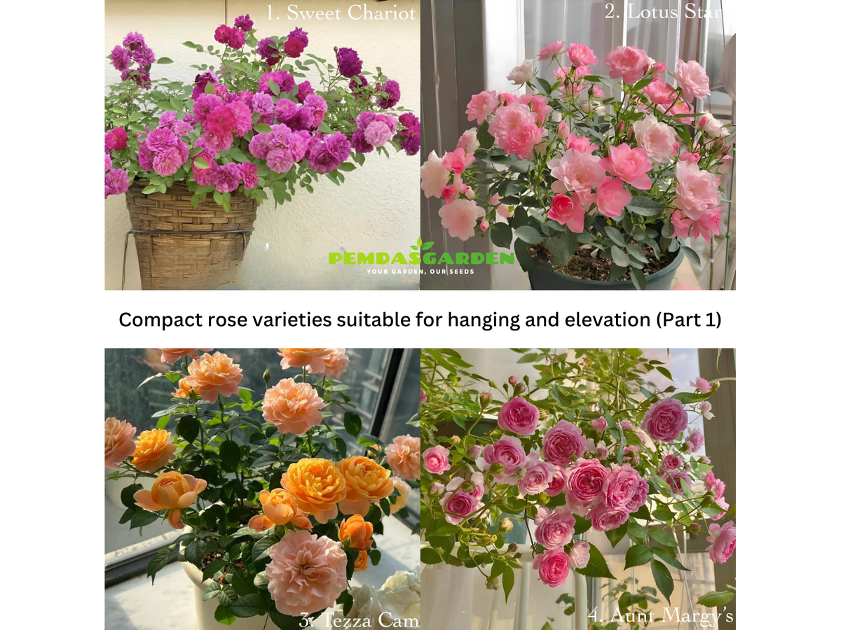 Compact rose varieties suitable for hanging and elevation (Part 1 ...