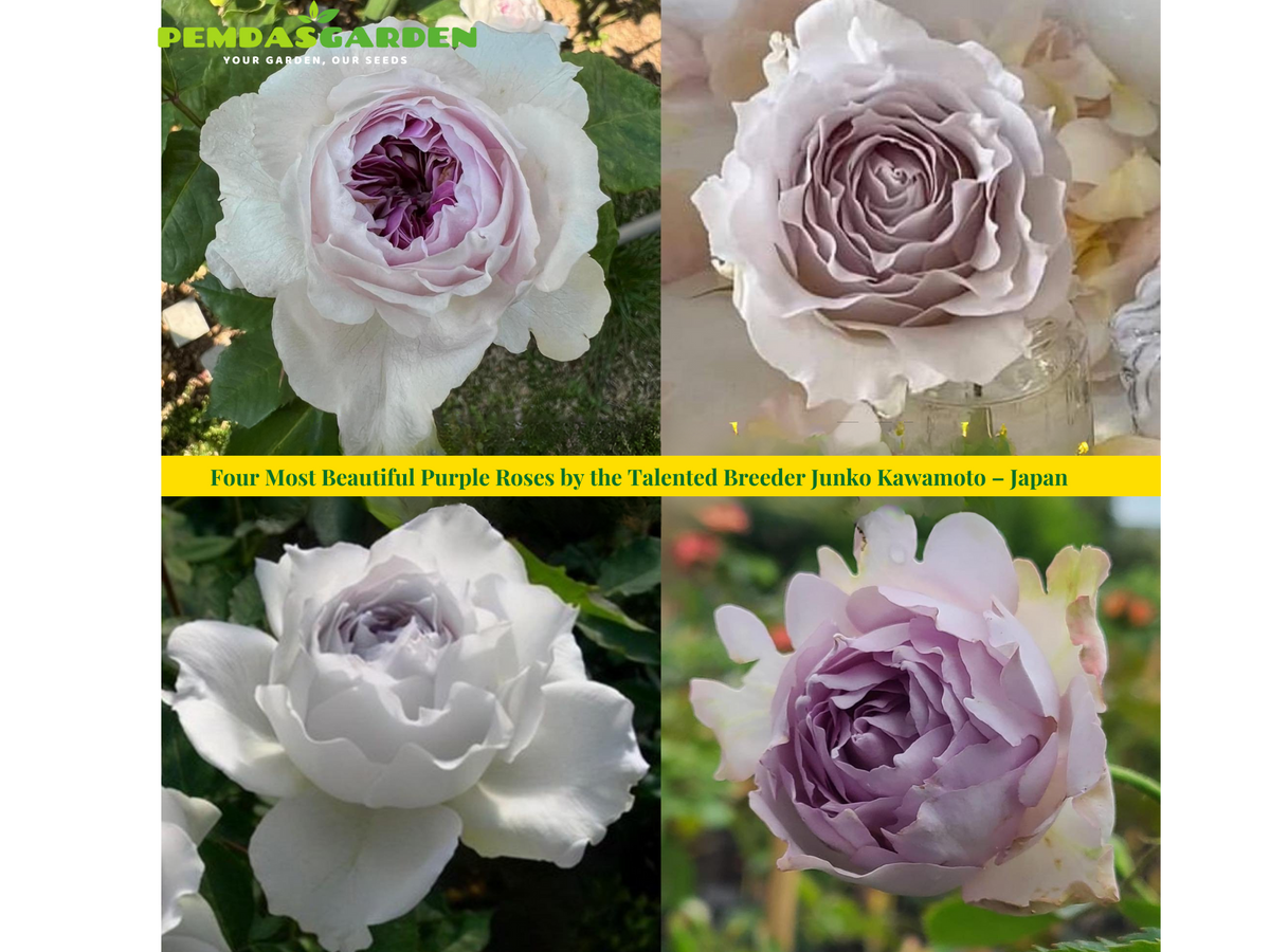 Four Most Beautiful Purple Roses by the Talented Breeder Junko Kawamot – PEMDASGARDEN