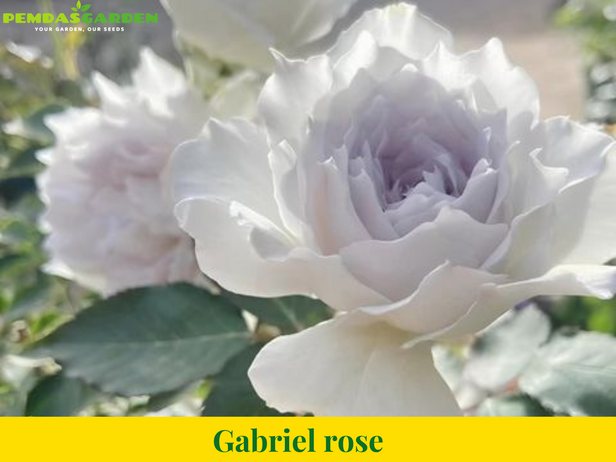 Gabriel rose – PEMDASGARDEN