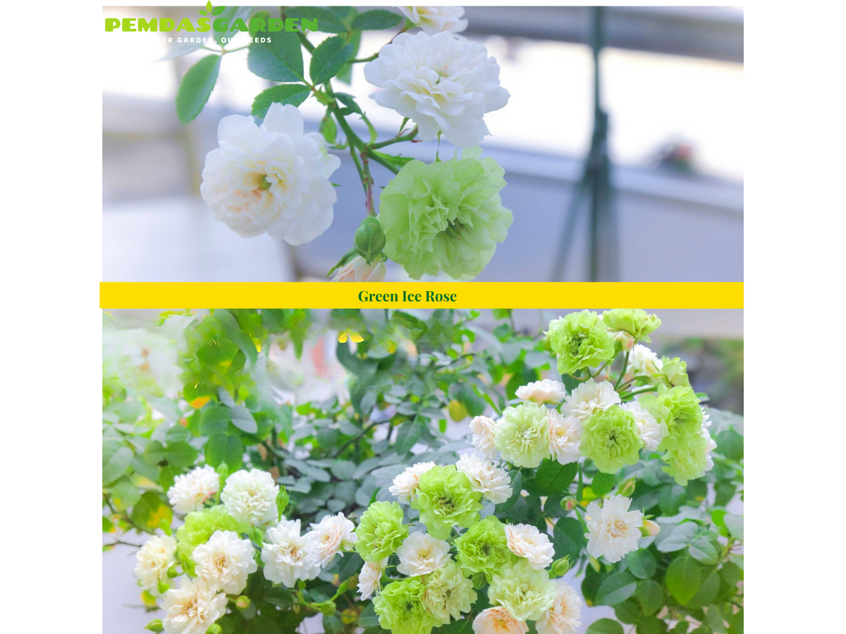 Advantages and Disadvantages of Green Ice Rose – PEMDASGARDEN