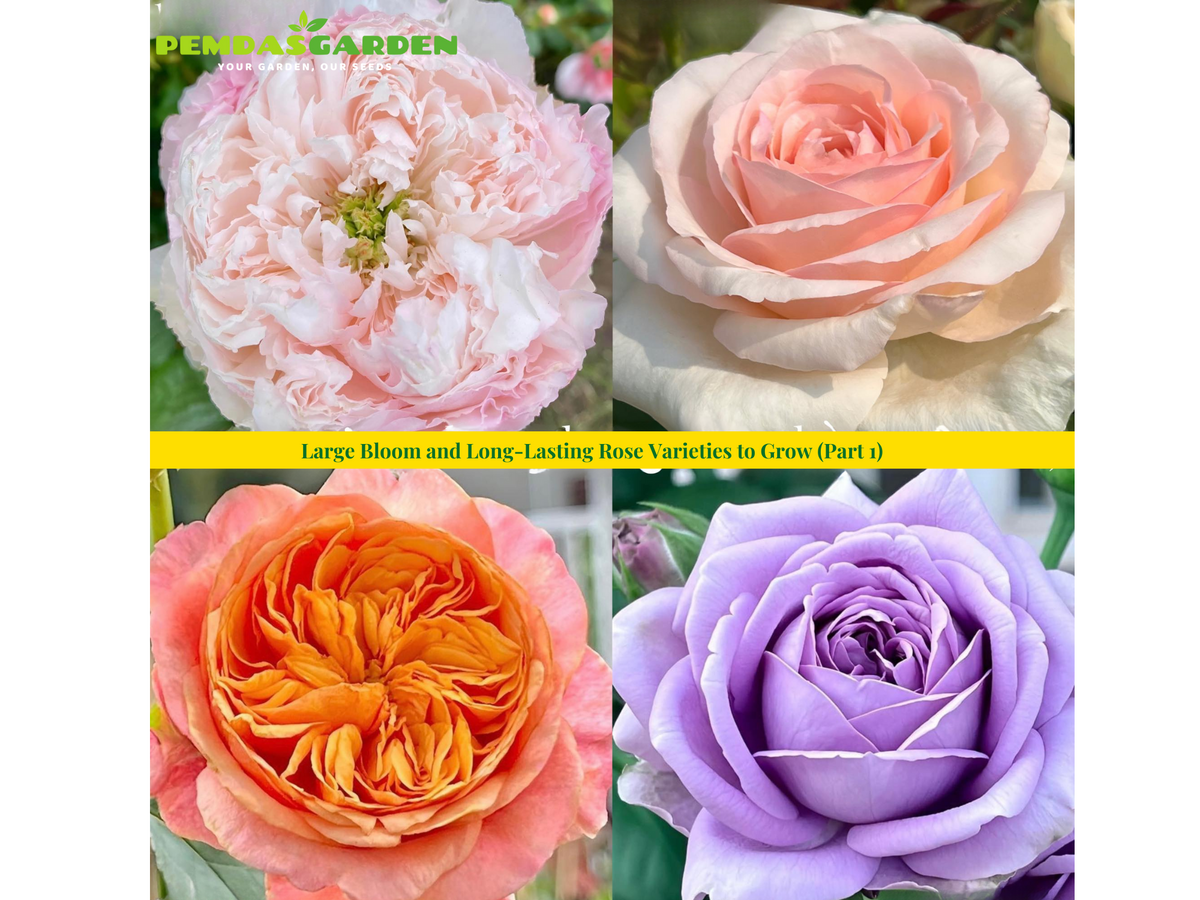 Large Bloom and Long-Lasting Rose Varieties to Grow (Part 1) – PEMDASGARDEN