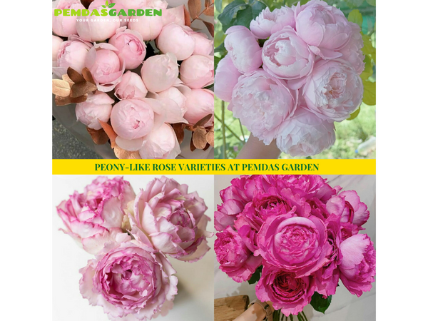 A list of some bush roses available at Pemdas Garden. – PEMDASGARDEN