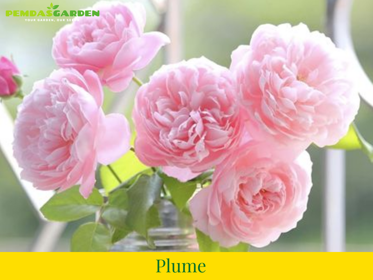Plume – PEMDASGARDEN