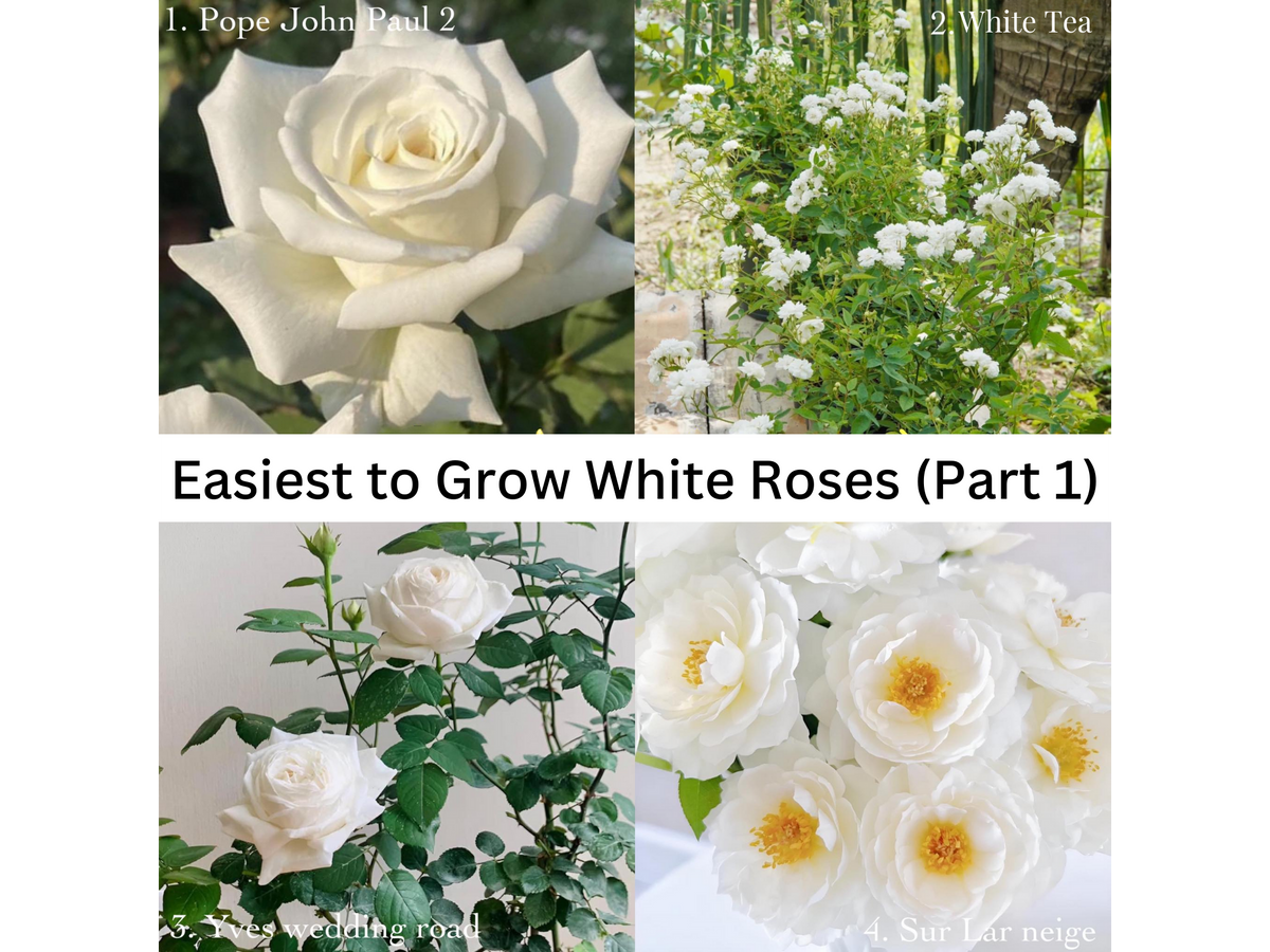 WHITE ROSE VARIETIES EASIEST TO GROW (PART 1) – PEMDASGARDEN