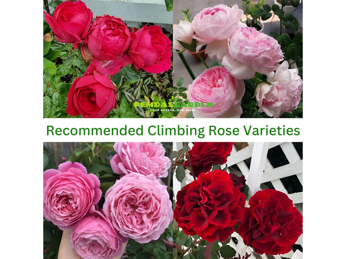 Recommended Climbing Rose Varieties – PEMDASGARDEN