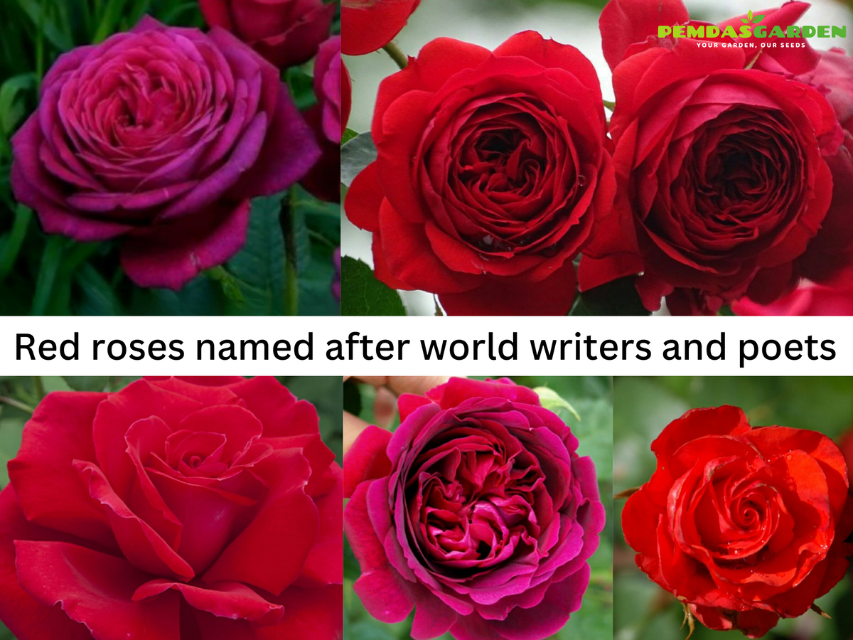 RED ROSES NAMED AFTER WORLD WRITERS AND POETS – PEMDASGARDEN
