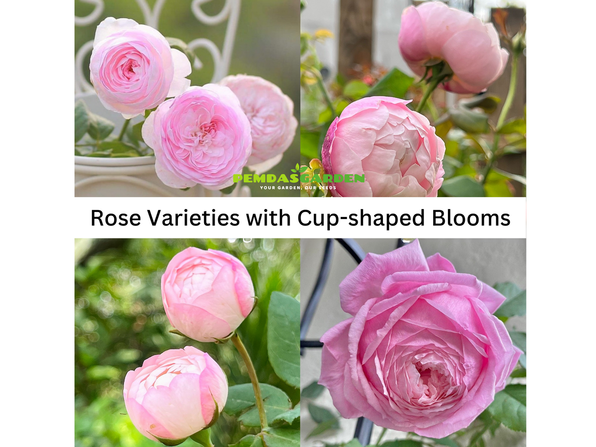 Rose Varieties with Cup-shaped Blooms – PEMDASGARDEN