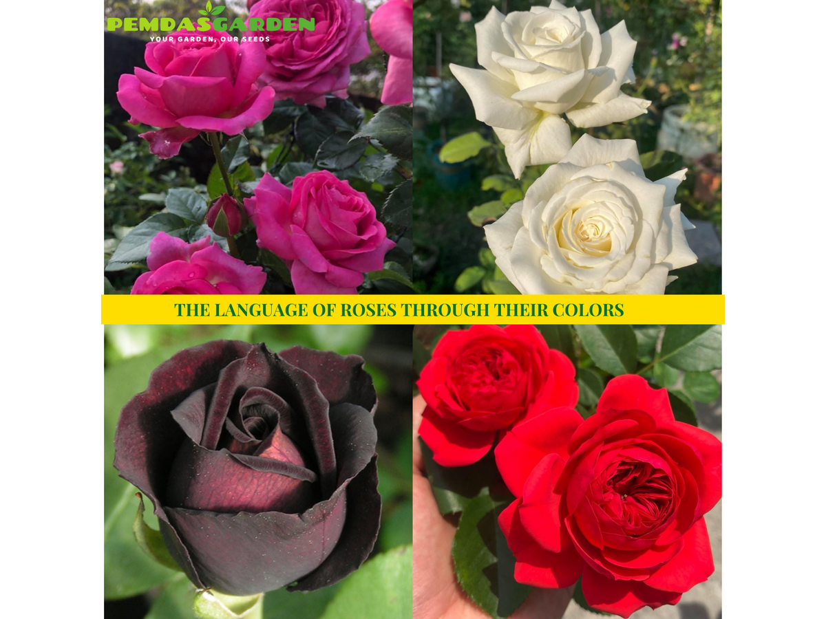 THE LANGUAGE OF ROSES THROUGH THEIR COLORS – PEMDASGARDEN