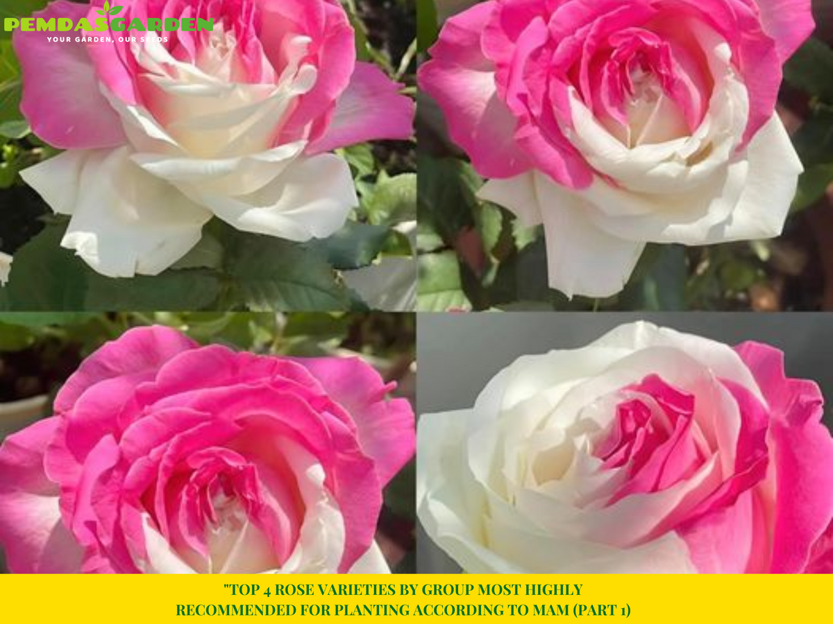 TOP 4 ROSE VARIETIES BY GROUP MOST HIGHLY RECOMMENDED FOR PLANTING ACC ...