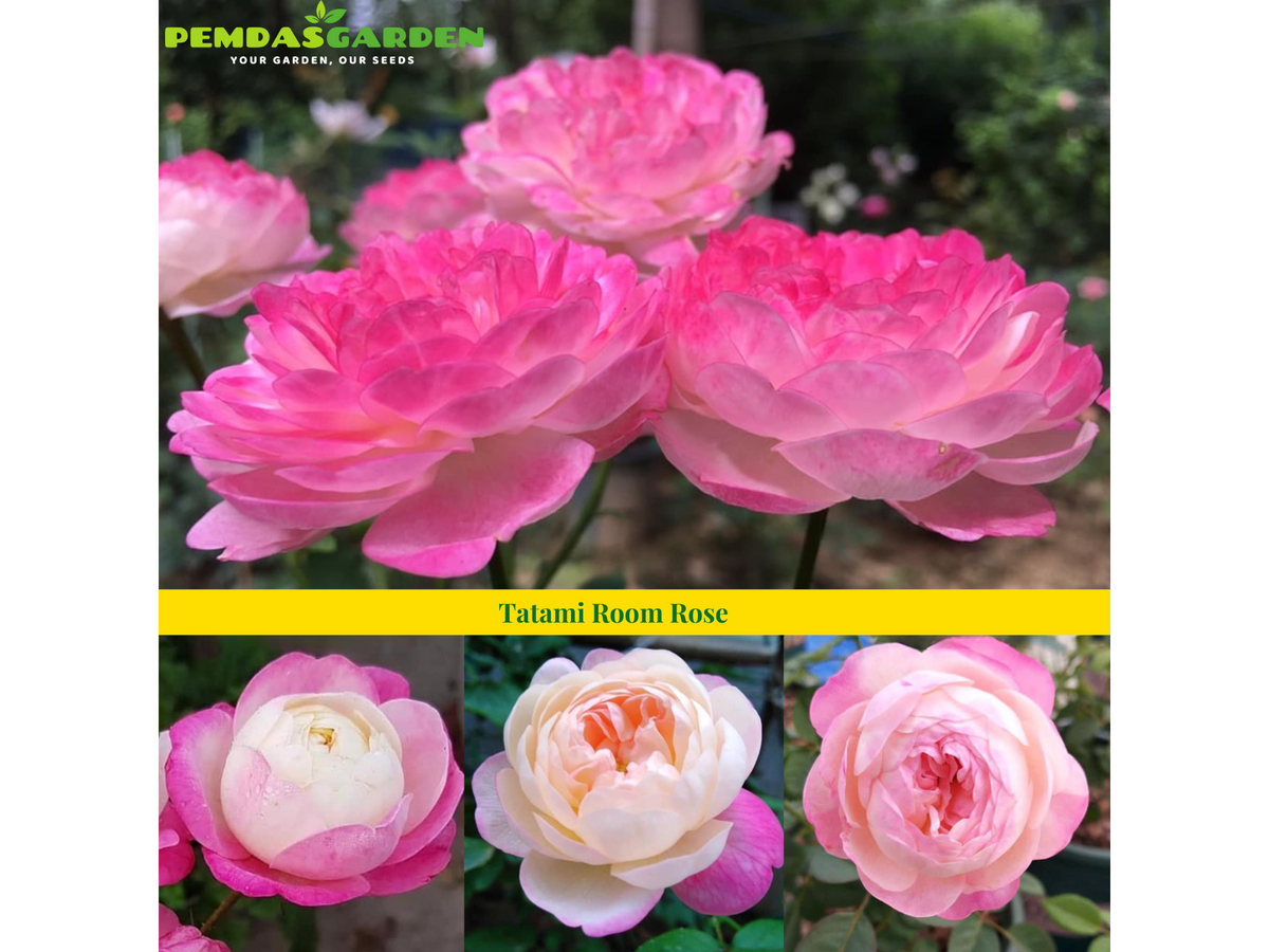 Tatami Room Rose: Advantages and Disadvantages – PEMDASGARDEN