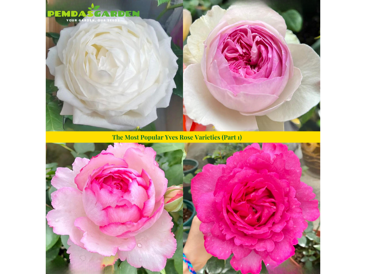 The Most Popular Yves Rose Varieties (Part 1) – PEMDASGARDEN