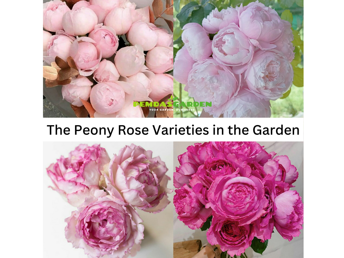 The Peony Rose Varieties in the Garden – PEMDASGARDEN