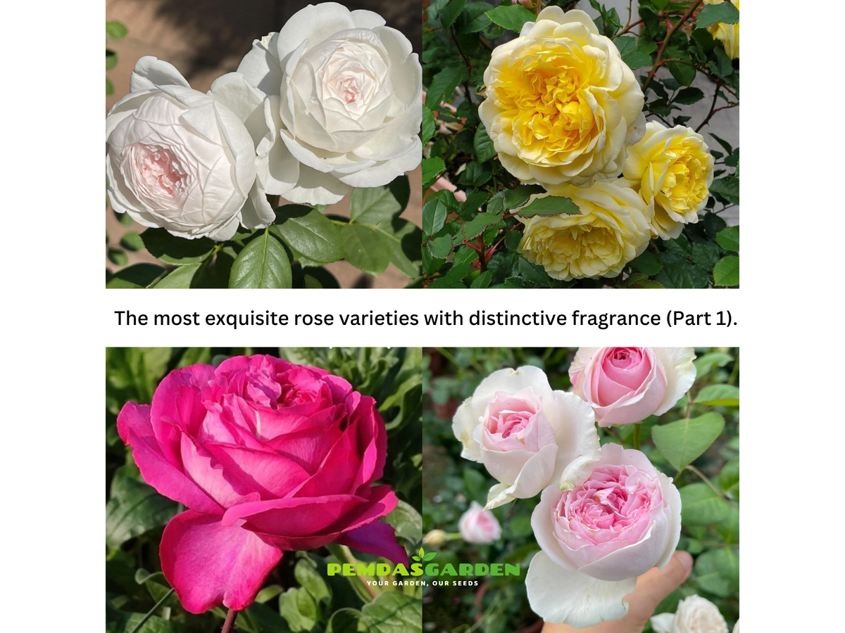 THE MOST EXQUISITE ROSE VARIETIES WITH DISTINCTIVE FRAGRANCE (PART 1 ...