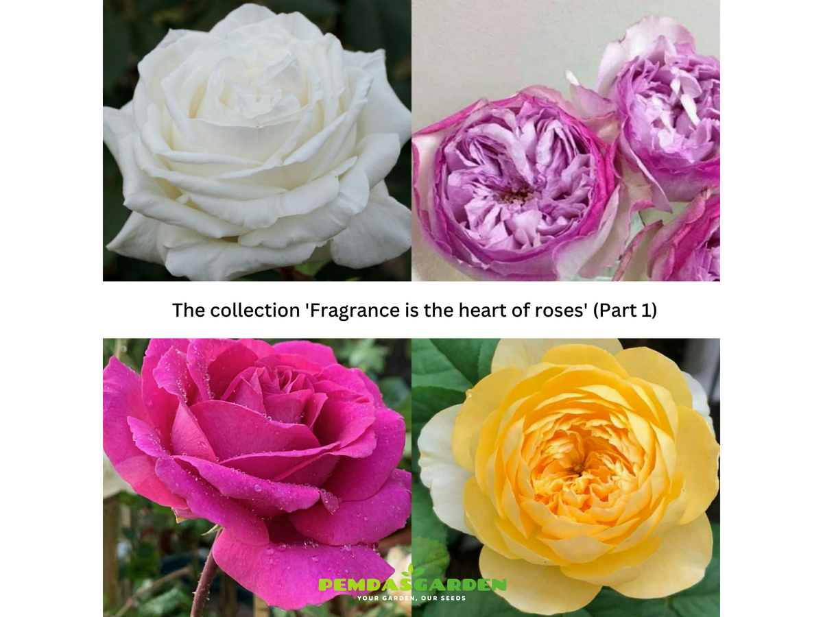 THE COLLECTION 'FRAGRANCE IS THE HEART OF ROSES' (PART 1) – PEMDASGARDEN