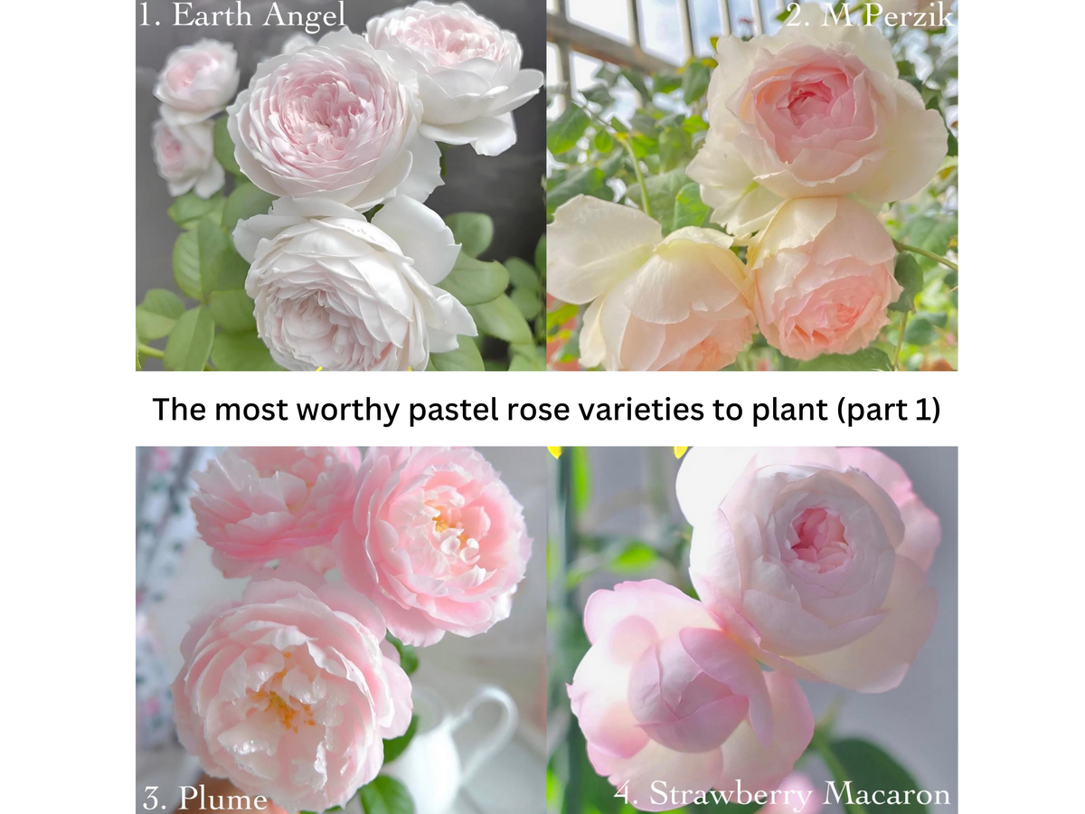 THE MOST WORTHY PASTEL ROSE VARIETIES TO PLANT (PART 1) – PEMDASGARDEN
