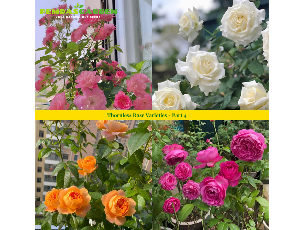 Thornless Rose Varieties - Part 4 – PEMDASGARDEN