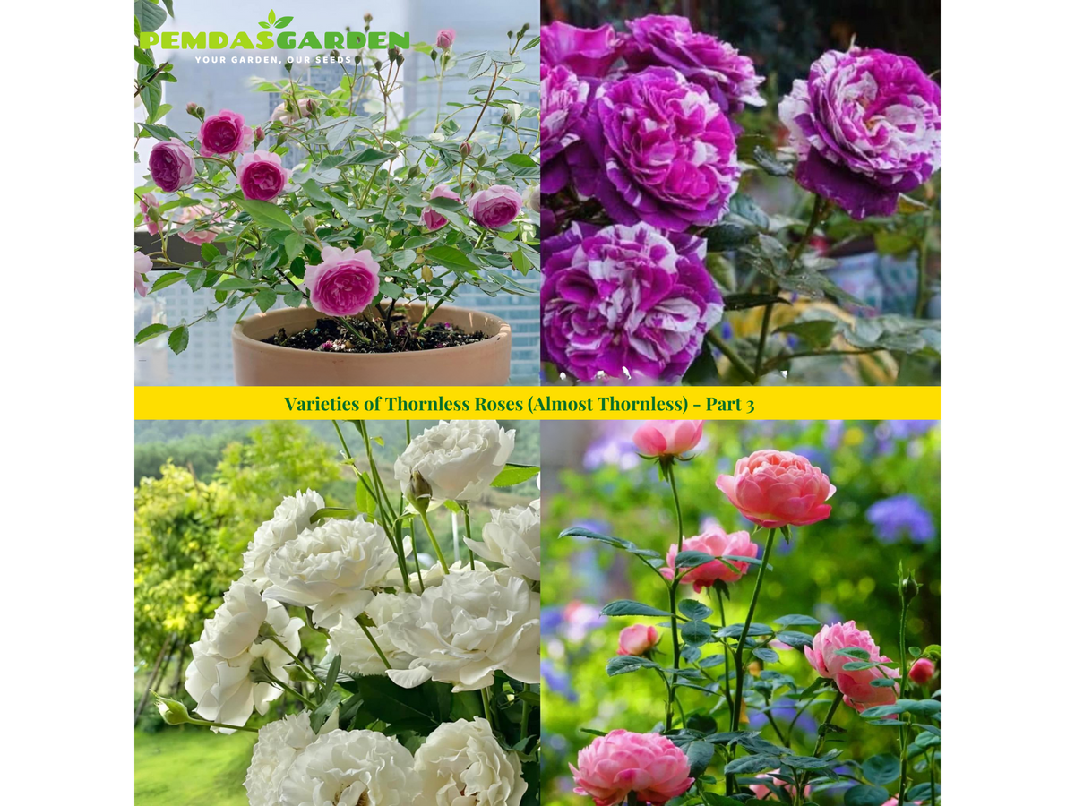 Varieties of Thornless Roses (Almost Thornless) - Part 3 – PEMDASGARDEN