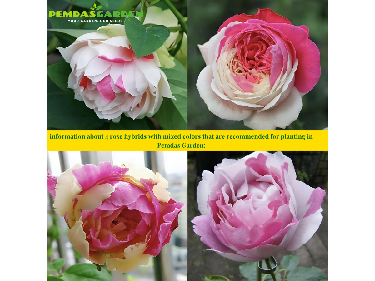 information about 4 rose hybrids with mixed colors that are recommende ...