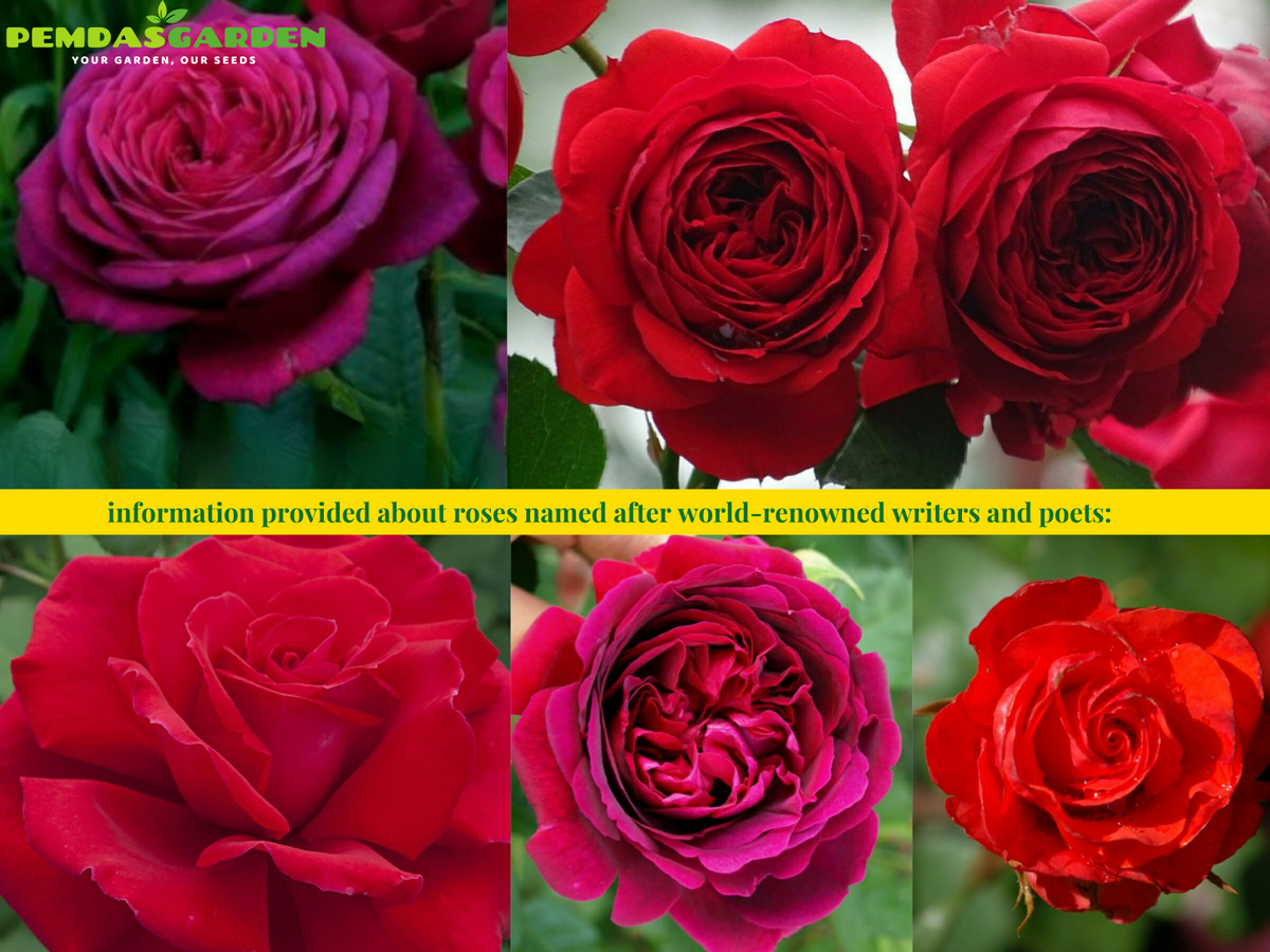 information provided about roses named after world-renowned writers an ...