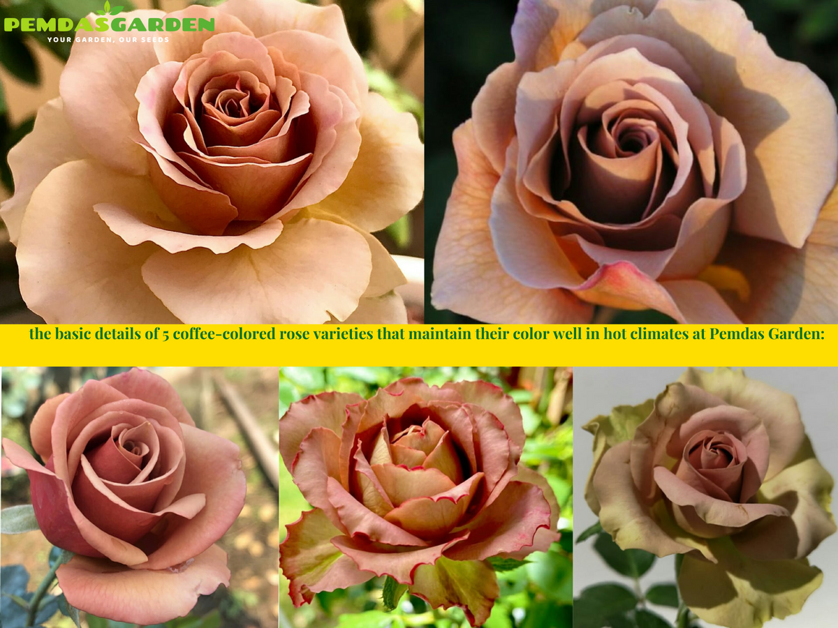 the basic details of 5 coffee-colored rose varieties that maintain the ...