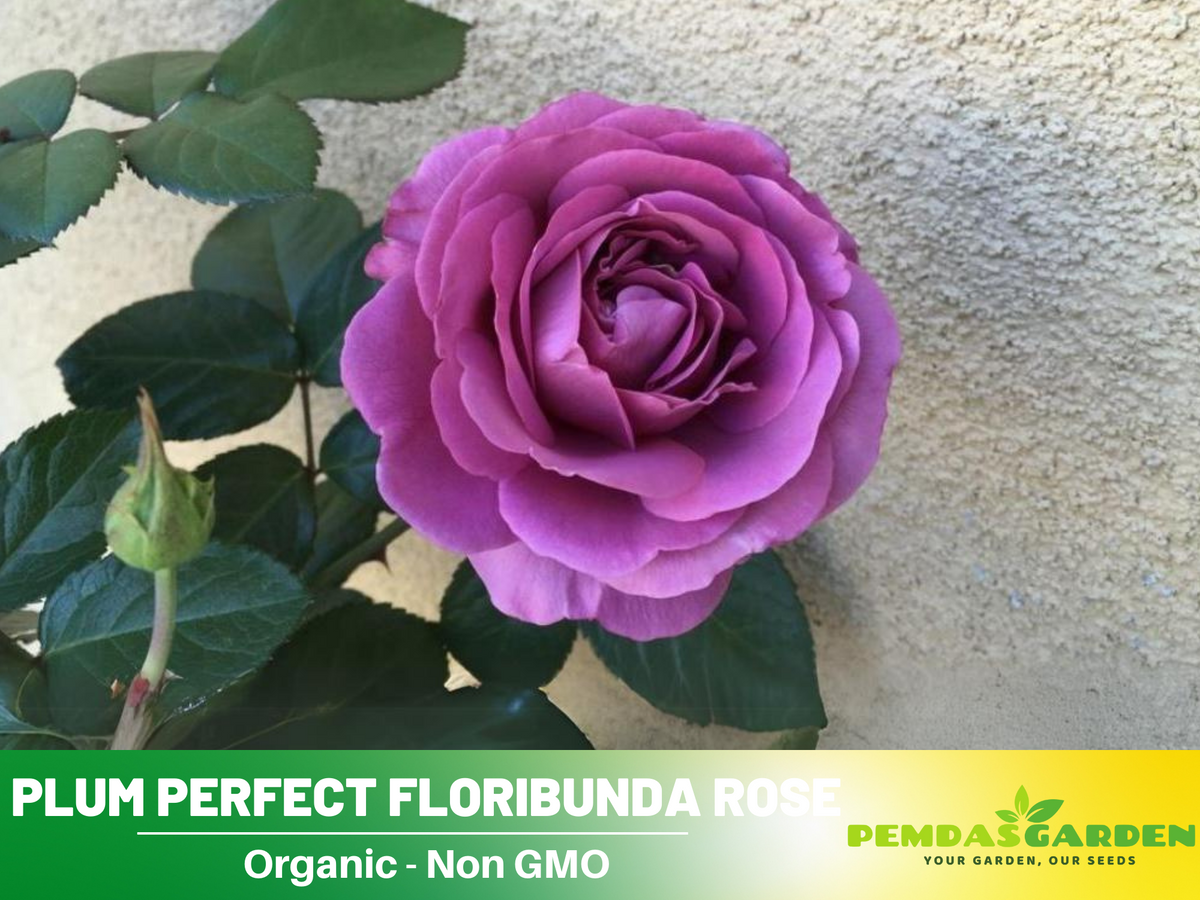 30 Rare Seeds| Plum Perfect Floribunda Rose Seeds #1031 – PEMDASGARDEN