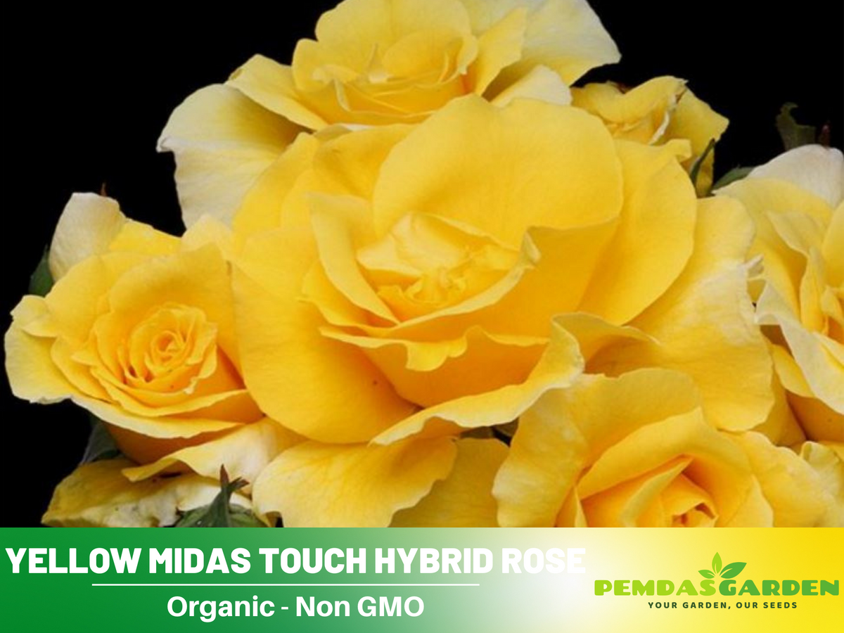 30 Rare Seeds| Midas Touch Hybrid Tea Rose Seeds #1032 – PEMDASGARDEN
