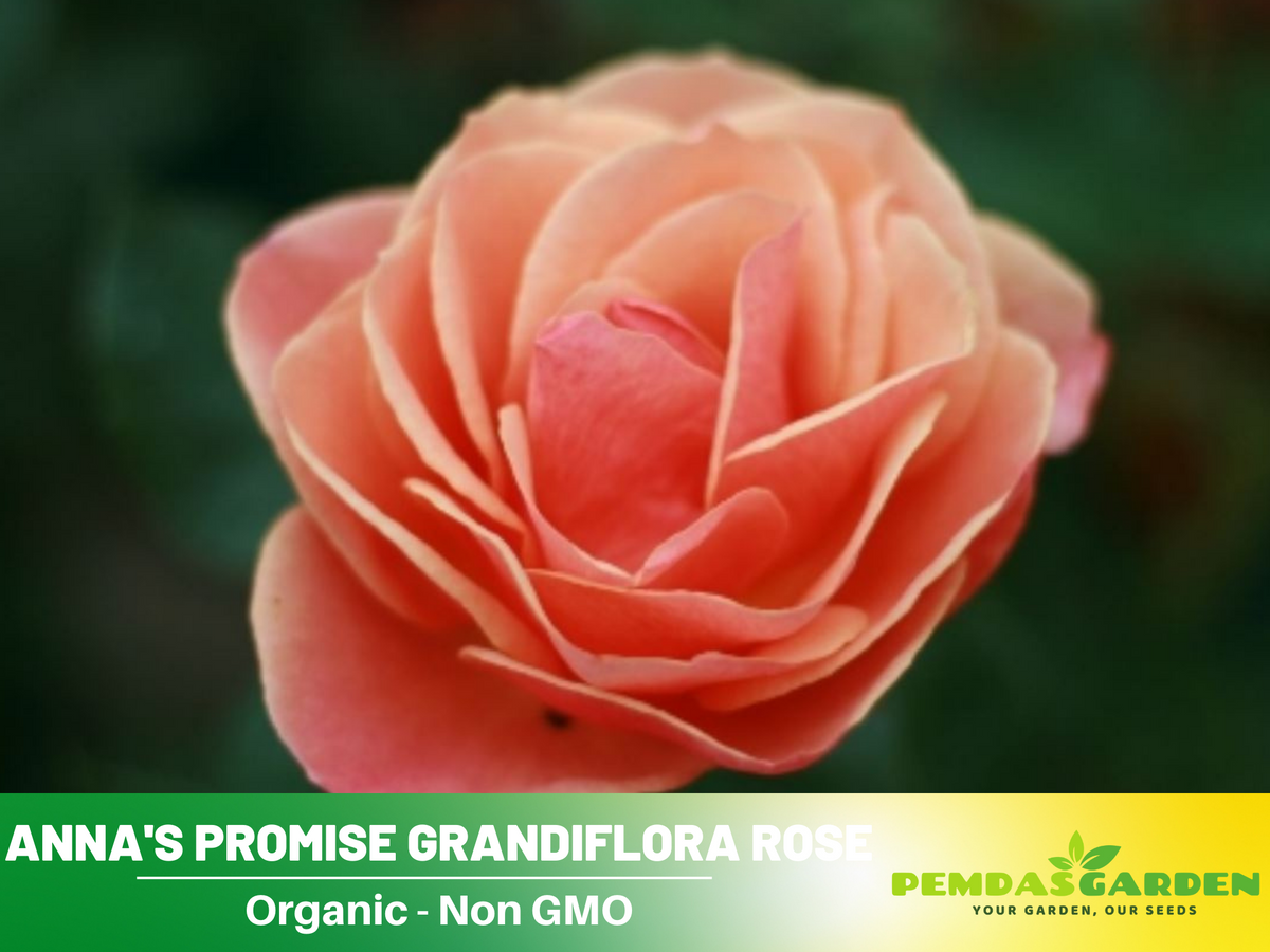 30 Rare Seeds| Anna's Promise Grandiflora Rose Seeds #1035 – PEMDASGARDEN