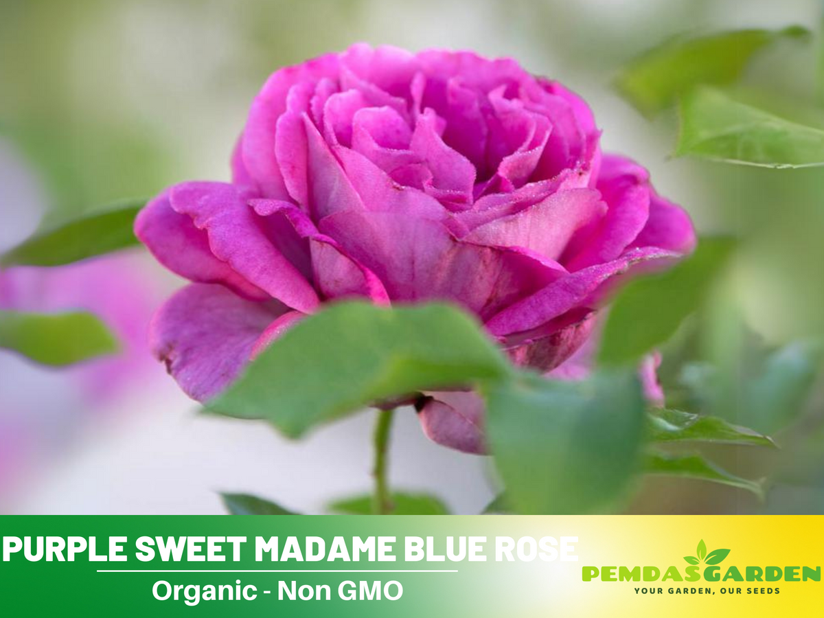 30 Rare Seeds| Sweet Madame Blue Rose Seeds #1042 – PEMDASGARDEN