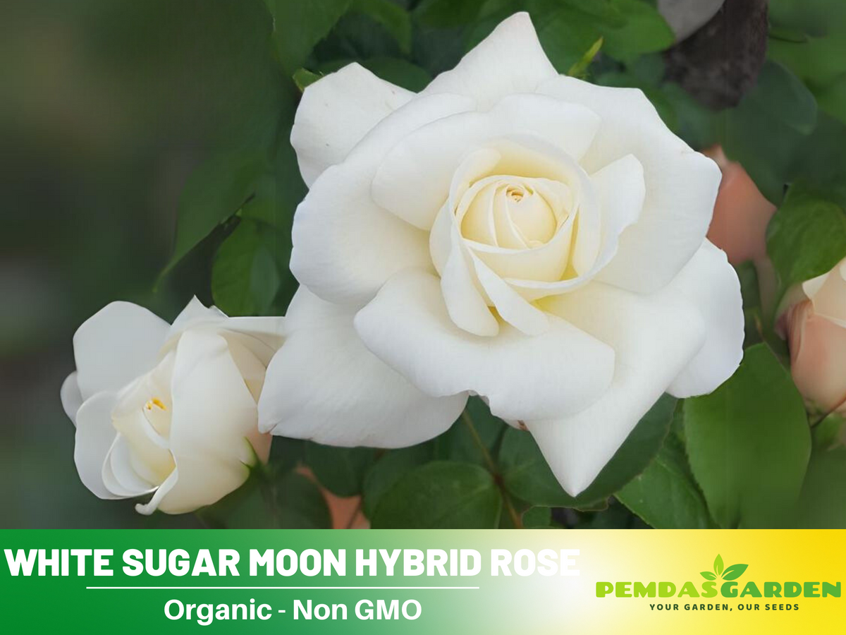 30 Seeds| Sugar Moon Rose Bush Flower Seeds #1046 – PEMDASGARDEN