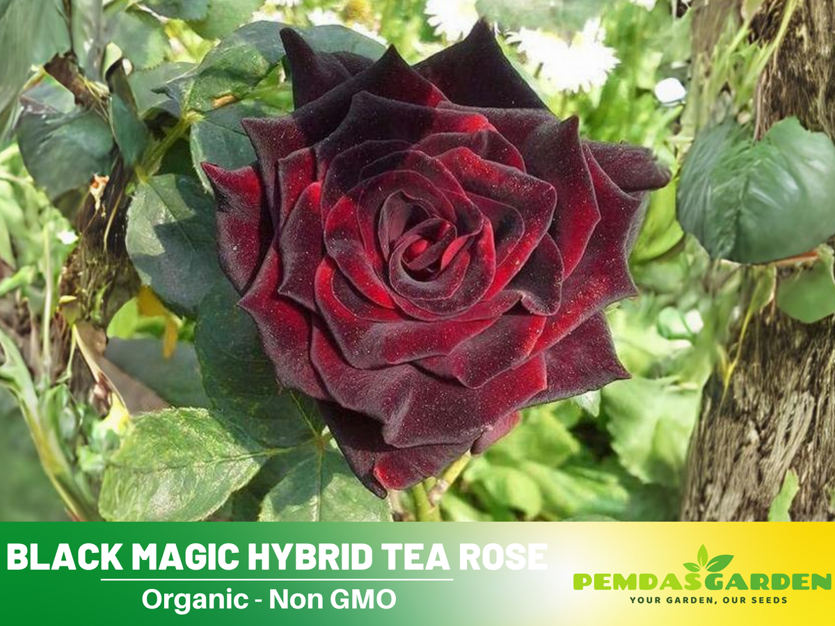 30+ Seeds| Black Magic Hybrid Tea Rose Flower Seeds #1058 – PEMDASGARDEN
