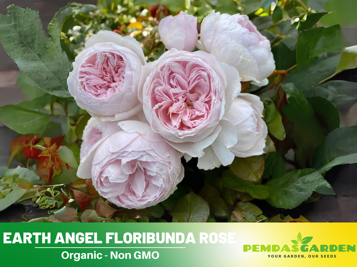 30 Rare Seeds| Earth Angel Rose Bush Flower Seeds #1059 – PEMDASGARDEN
