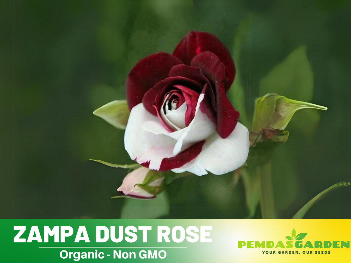 30 Rare Seeds - Zampa Dust Rose Bush Seed #1064 – PEMDASGARDEN